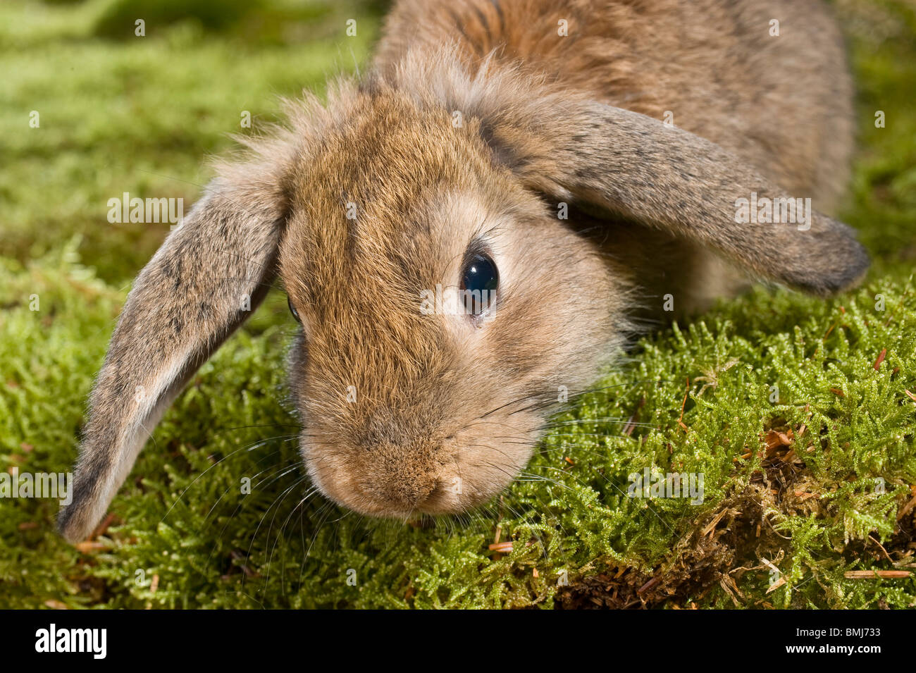 lop-eared dwarf rabbit on moss Stock Photo - Alamy