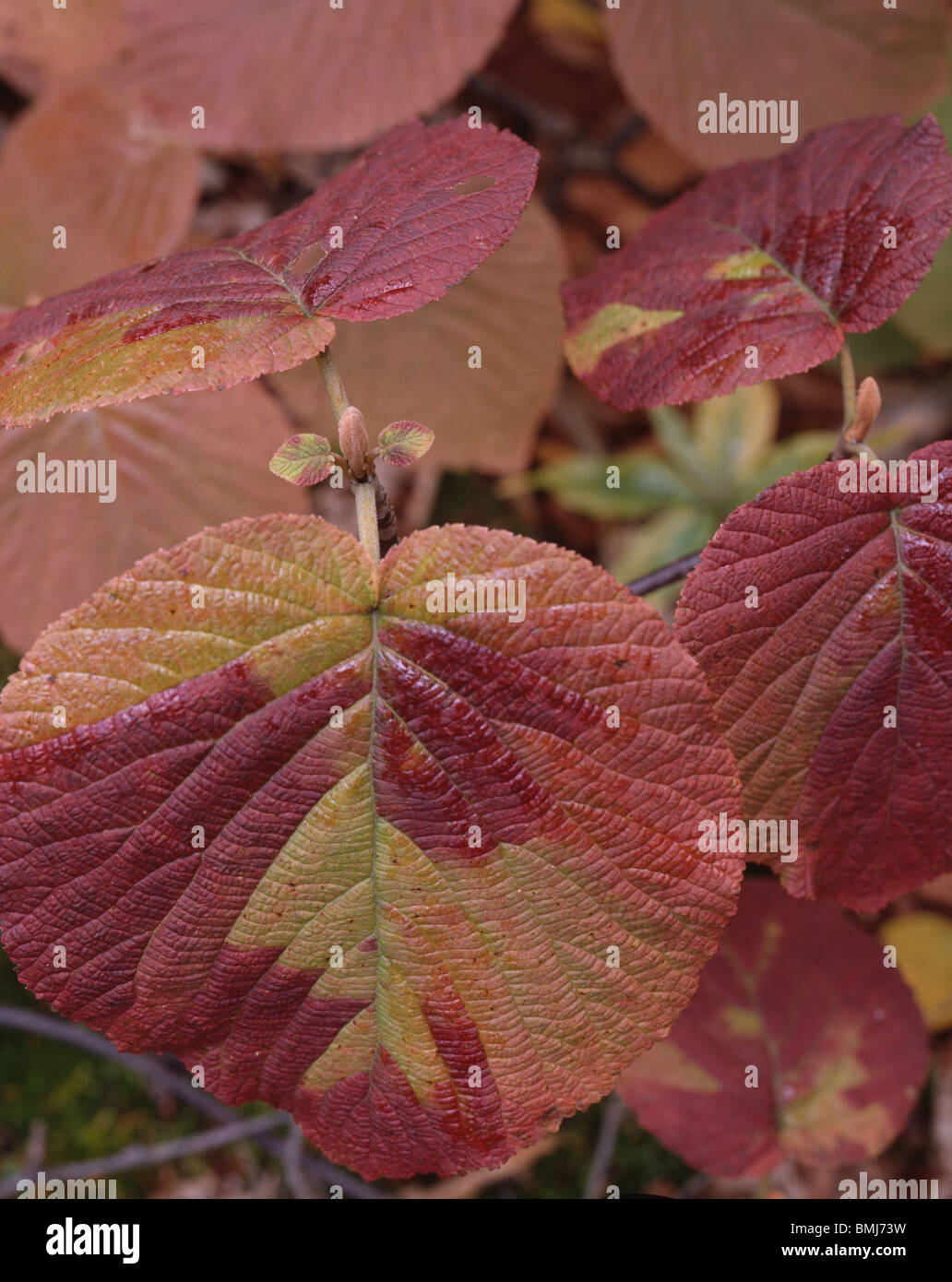 Smooth leaves hi-res stock photography and images - Alamy