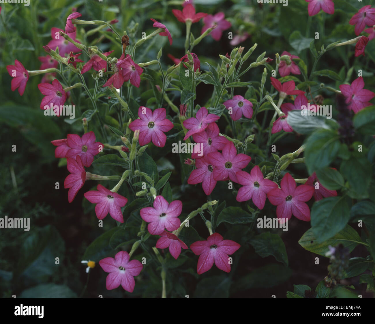 China pink flowers hi-res stock photography and images - Alamy