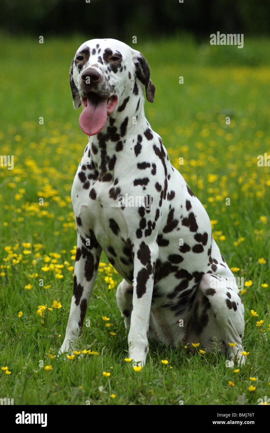 Animal animals dalmatians walk dog hi-res stock photography and images ...
