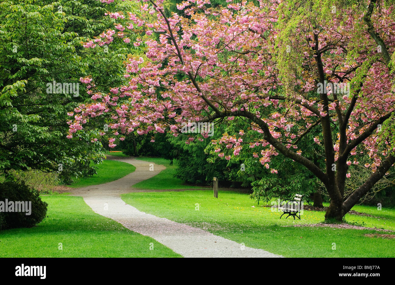 Cherry tree on Azalea Way in Washington Park Arboretum; Seattle ...