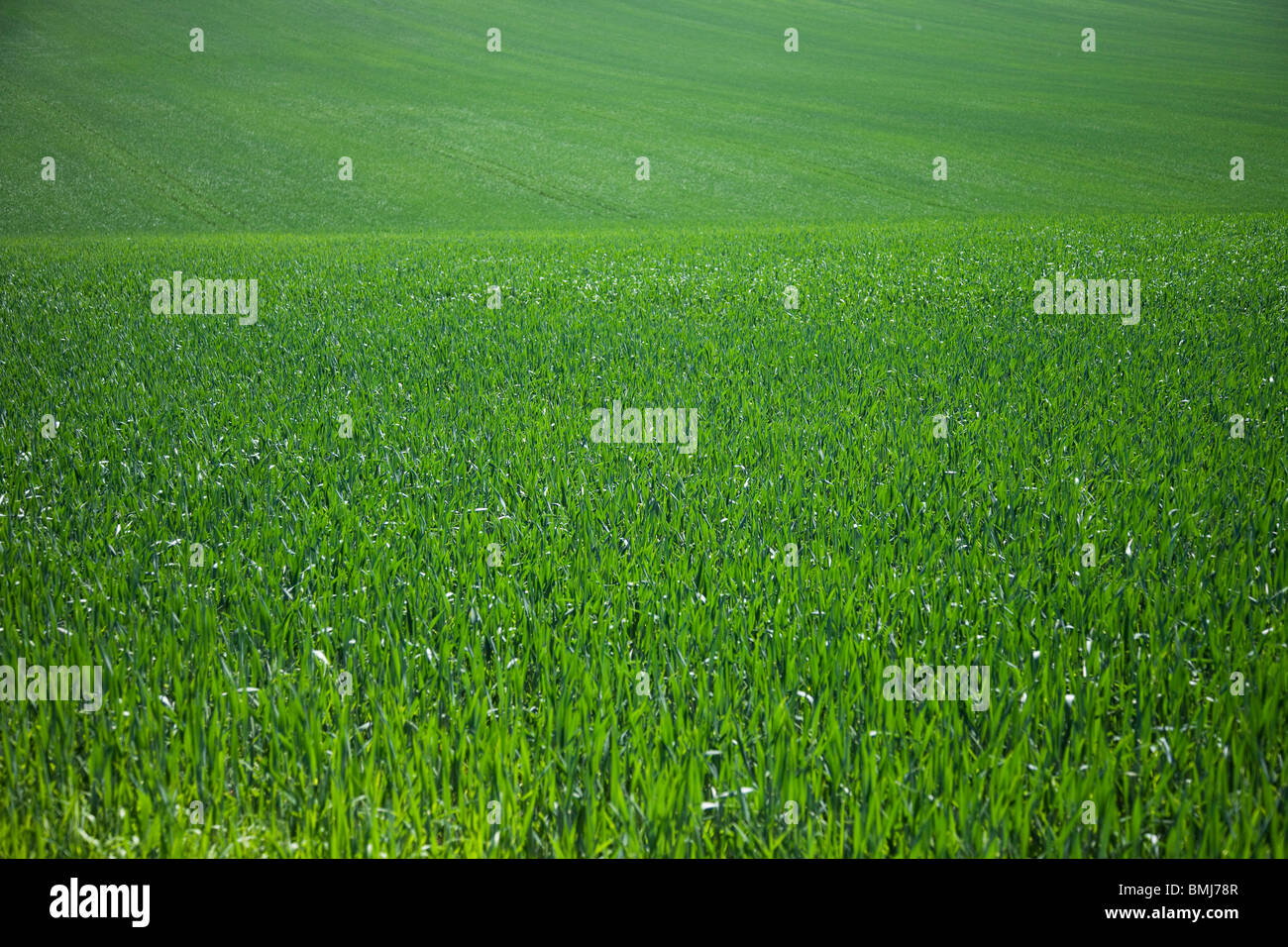 Undulating green hills covered in feed crops Stock Photo - Alamy