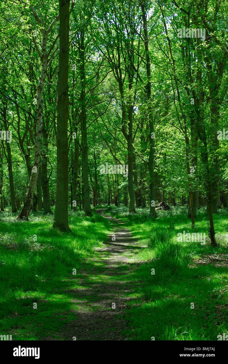 Epping Forest England