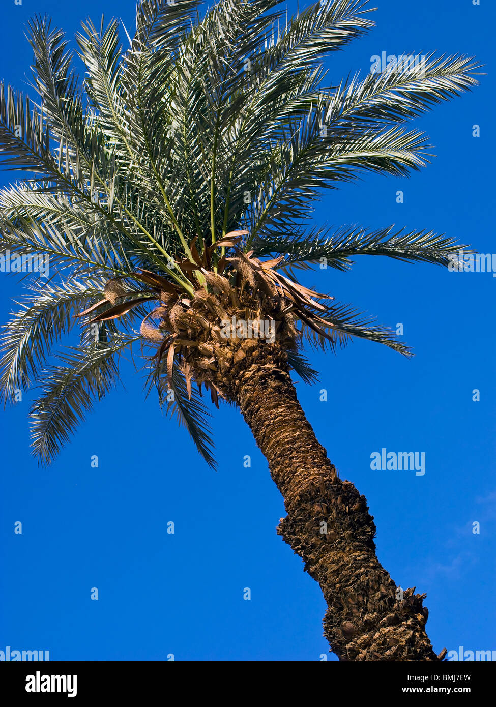 Feathery trees hi-res stock photography and images - Alamy