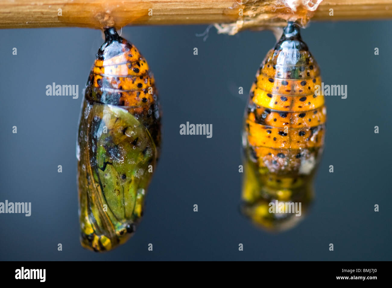 Golders Hill Park , pupa or pupae with butterfly visibly ready to ...