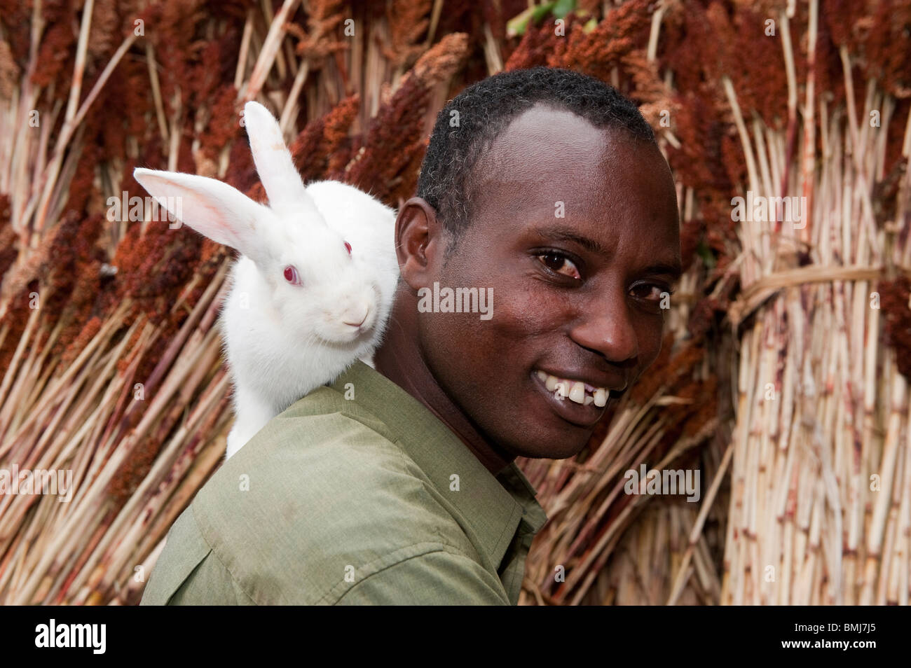 African rabbits hi-res stock photography and images - Alamy