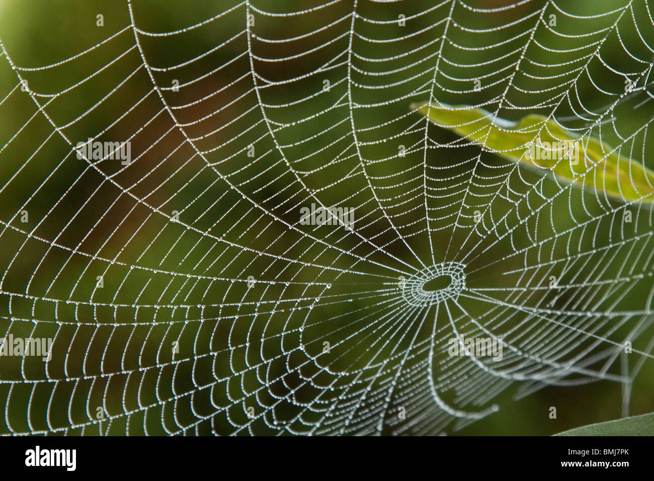 Weaved web hi-res stock photography and images - Alamy