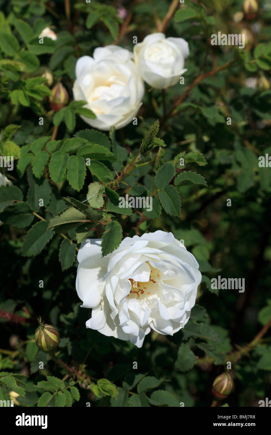 Rosa "Pimpinellifolia" Double White "Burnet Rose Stock Photo - Alamy