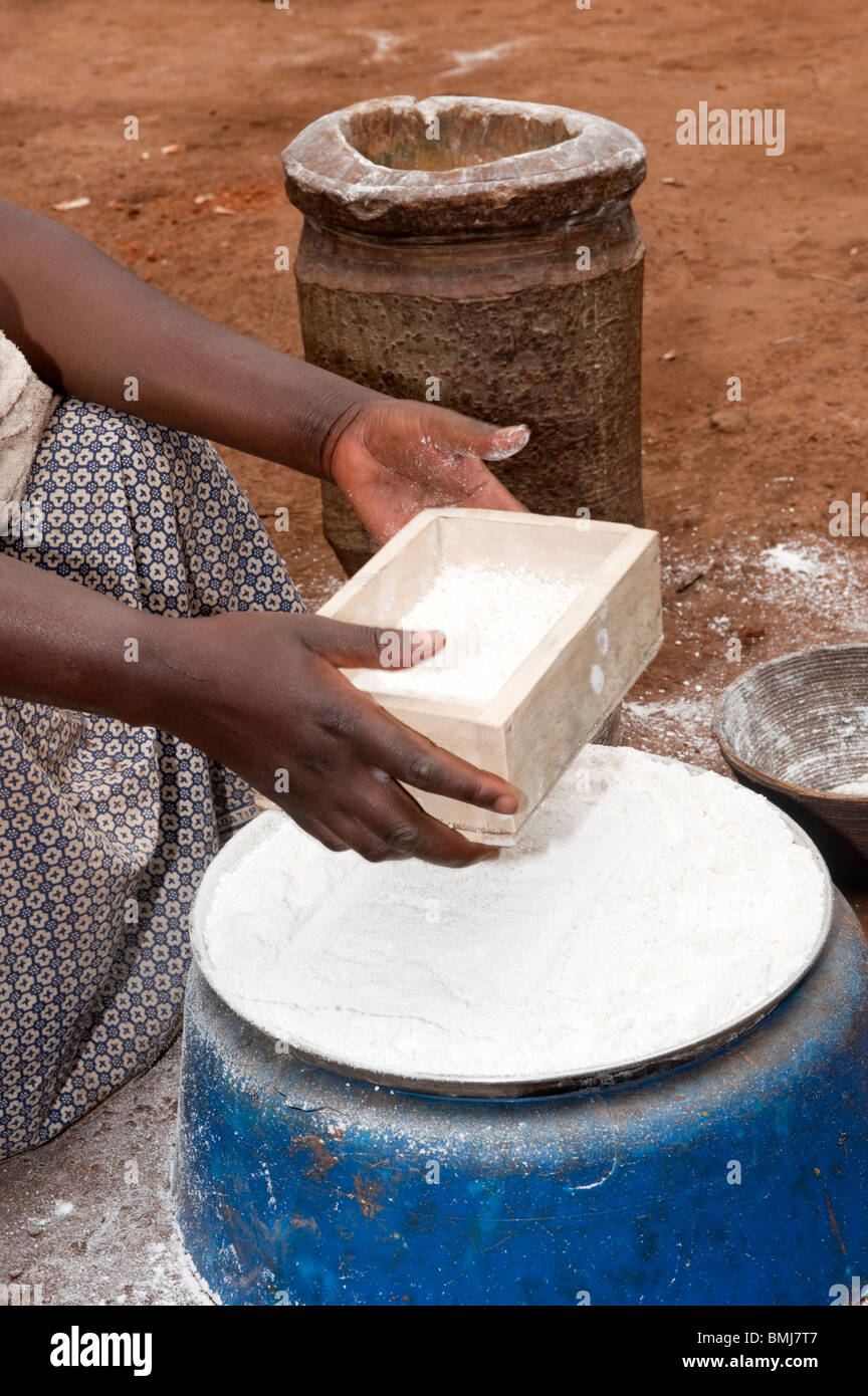 Cassava culture hi-res stock photography and images - Alamy