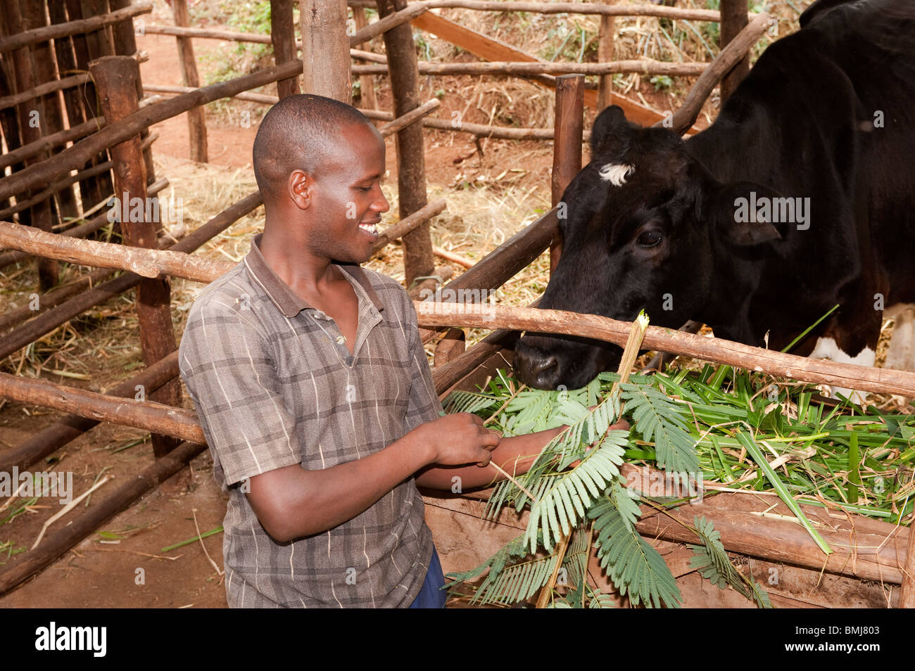 Rwanadan farmer feeding dairy cow Fodder tree leaves Stock Photo - Alamy