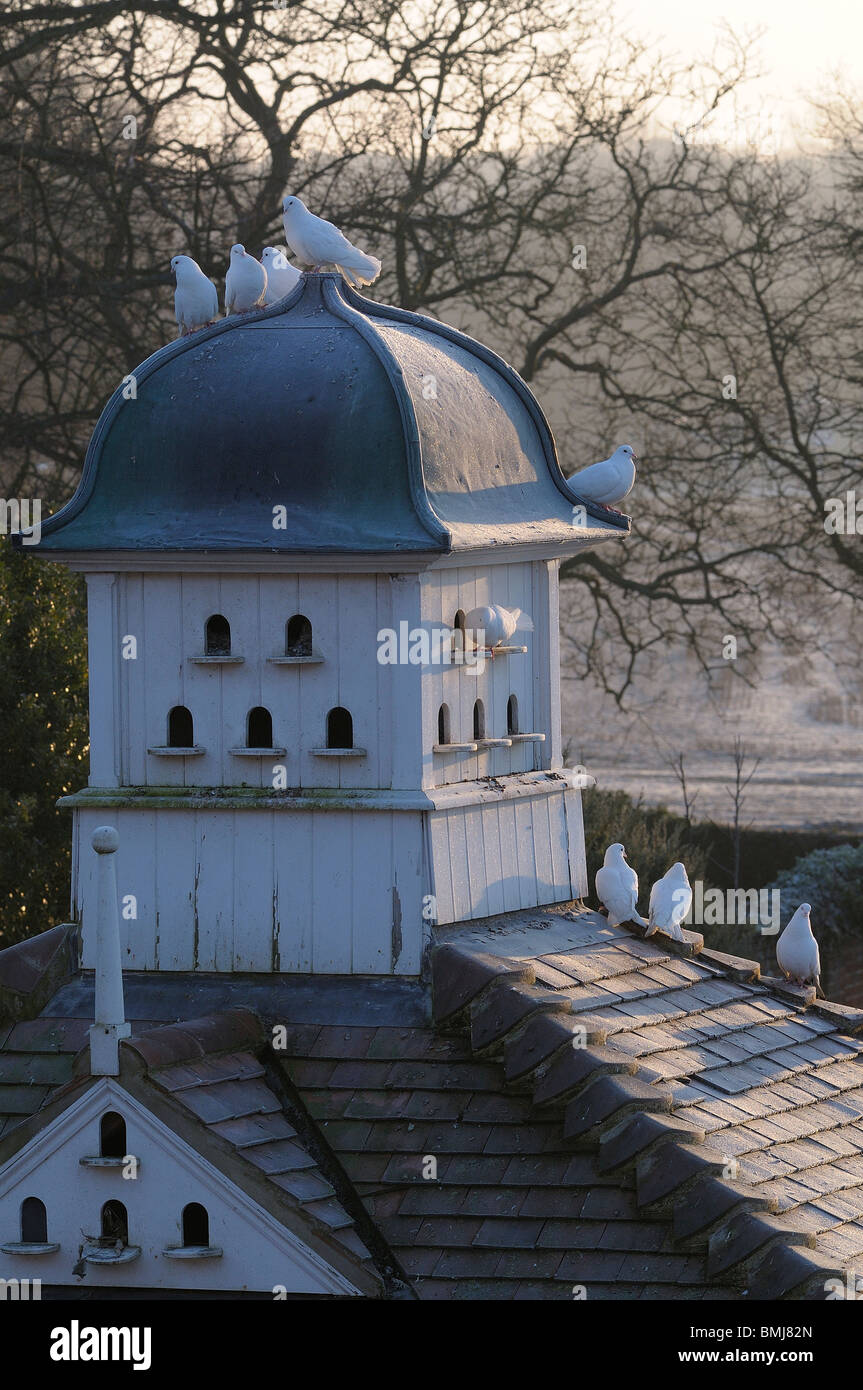 Doves at dovecote hi-res stock photography and images - Alamy