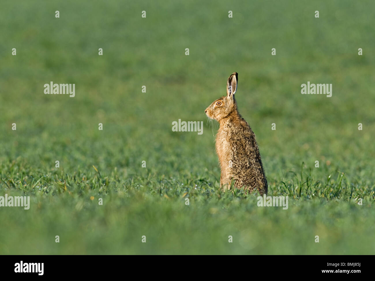 Hare on hind legs hi-res stock photography and images - Alamy
