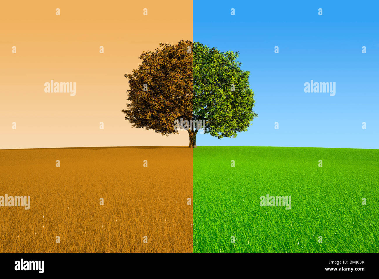 Tree alone half autumn and half spring season Stock Photo - Alamy