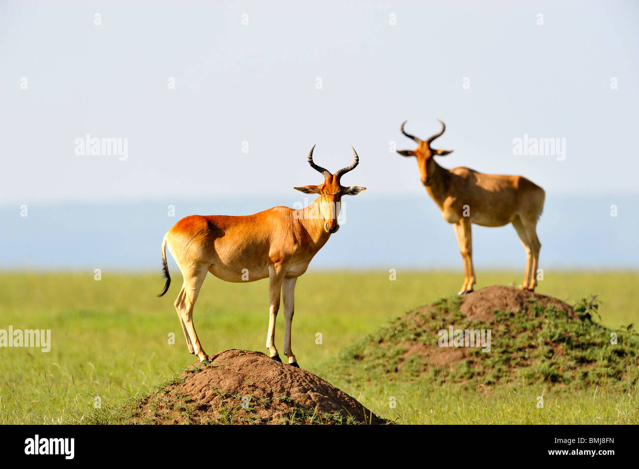 Two Topi, Damaliscus korrigum, on termite mounds, Masai Mara National ...
