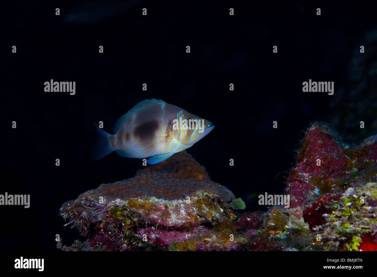 Barred Hamlet (Hypoplectrus puella) over a colorful coral reef with ...