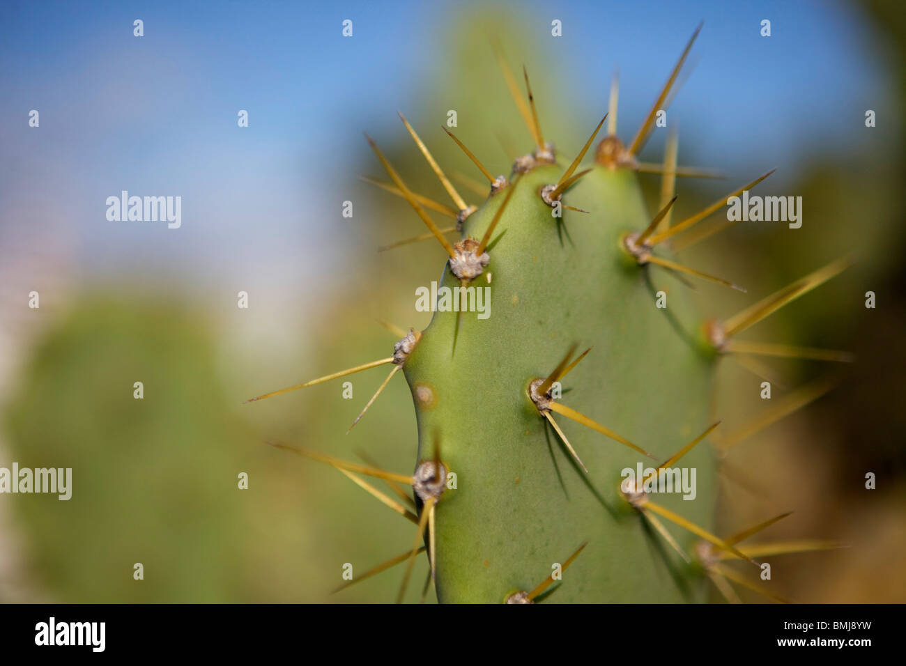 A close up of one stalk of a cactus and its needles with the background ...