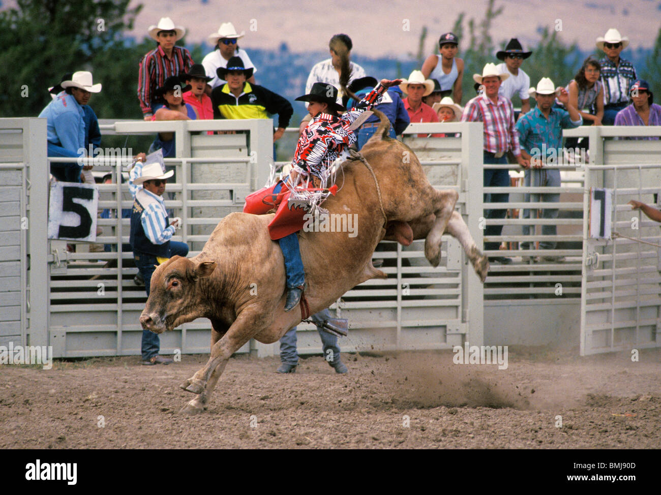 Cowboy riding bull at Pi-Ume-Sha Treaty Days Celebration all-Indian ...