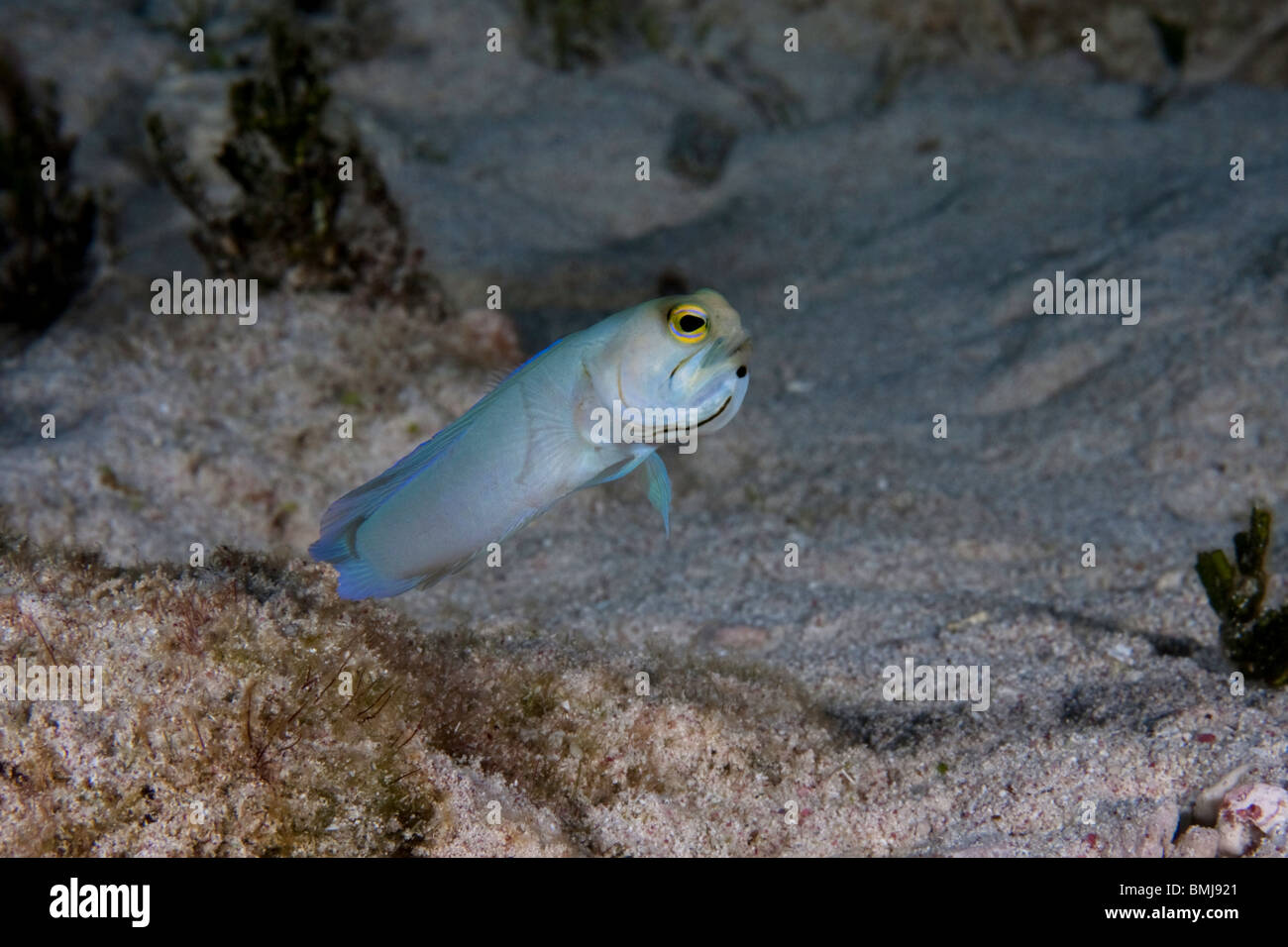 Yellow headed jawfish eggs hi-res stock photography and images - Alamy
