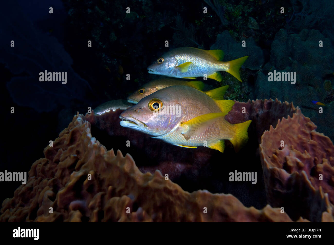 Schoolmaster Snapper floating over a barrel sponge in the Cayman ...