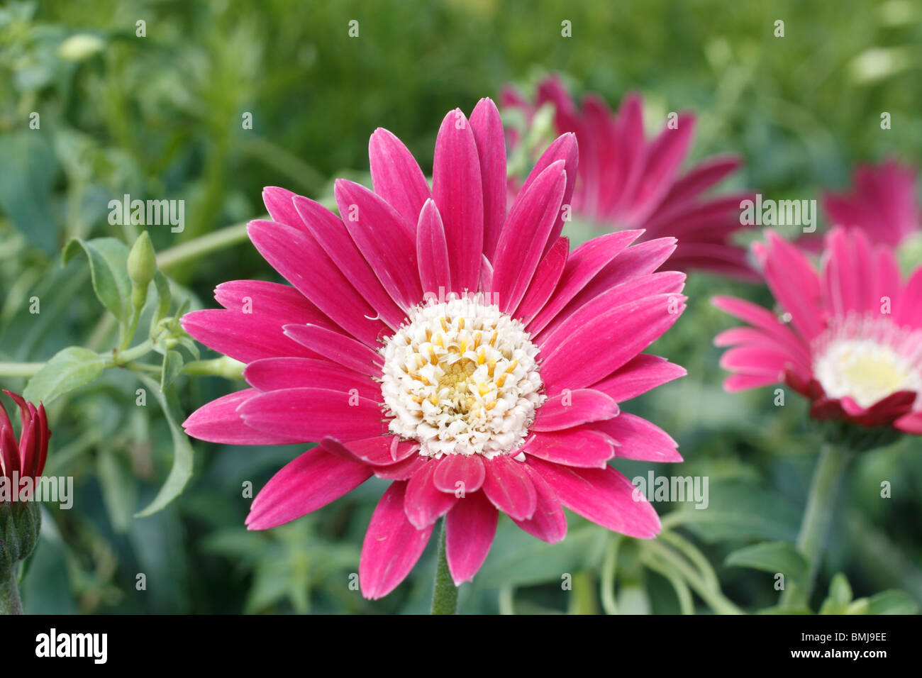 Gerbera 'Everlast Carmine' Hardy Gerbera with large green dandelion ...
