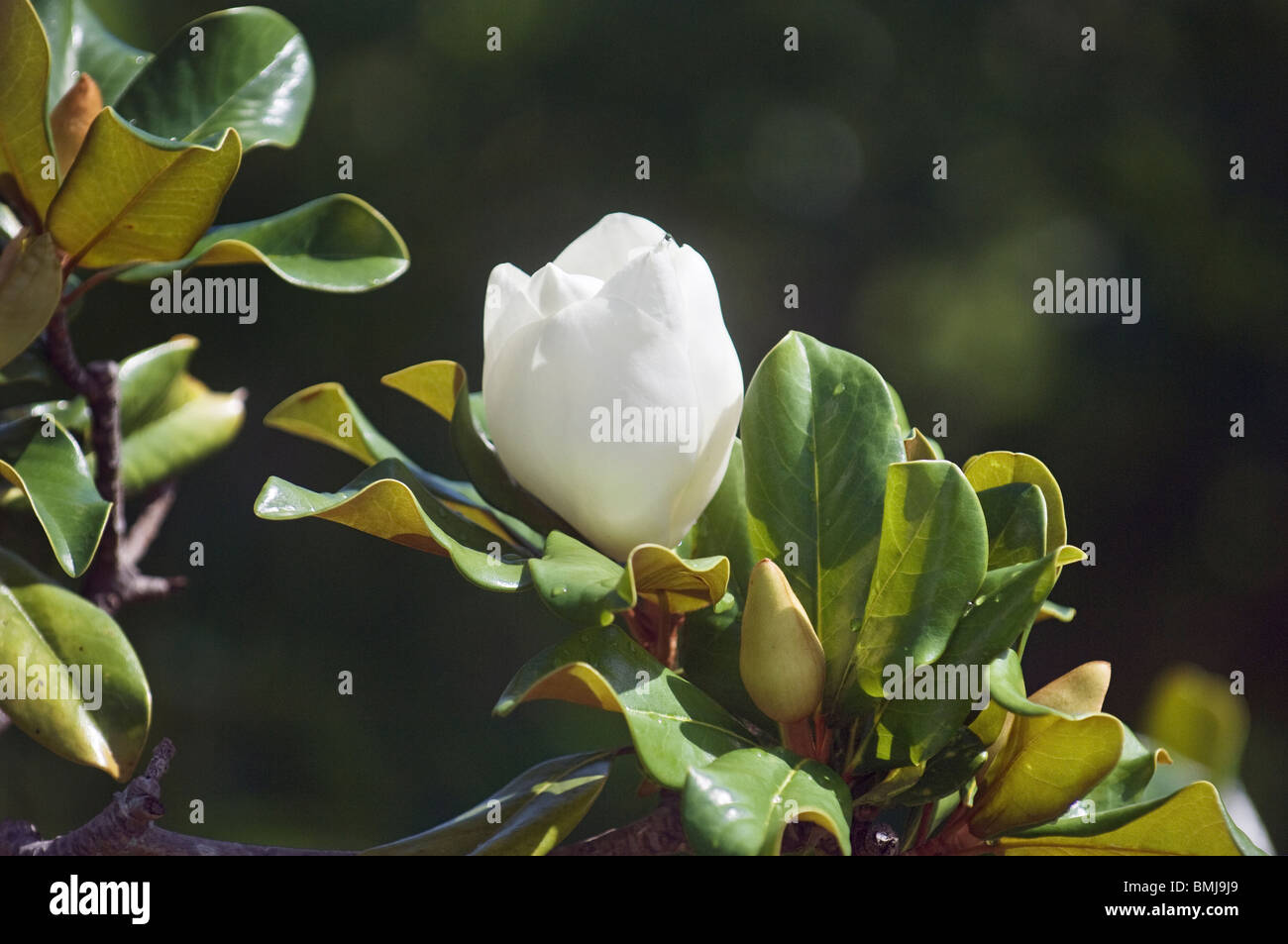 Closed bud flower hi-res stock photography and images - Alamy