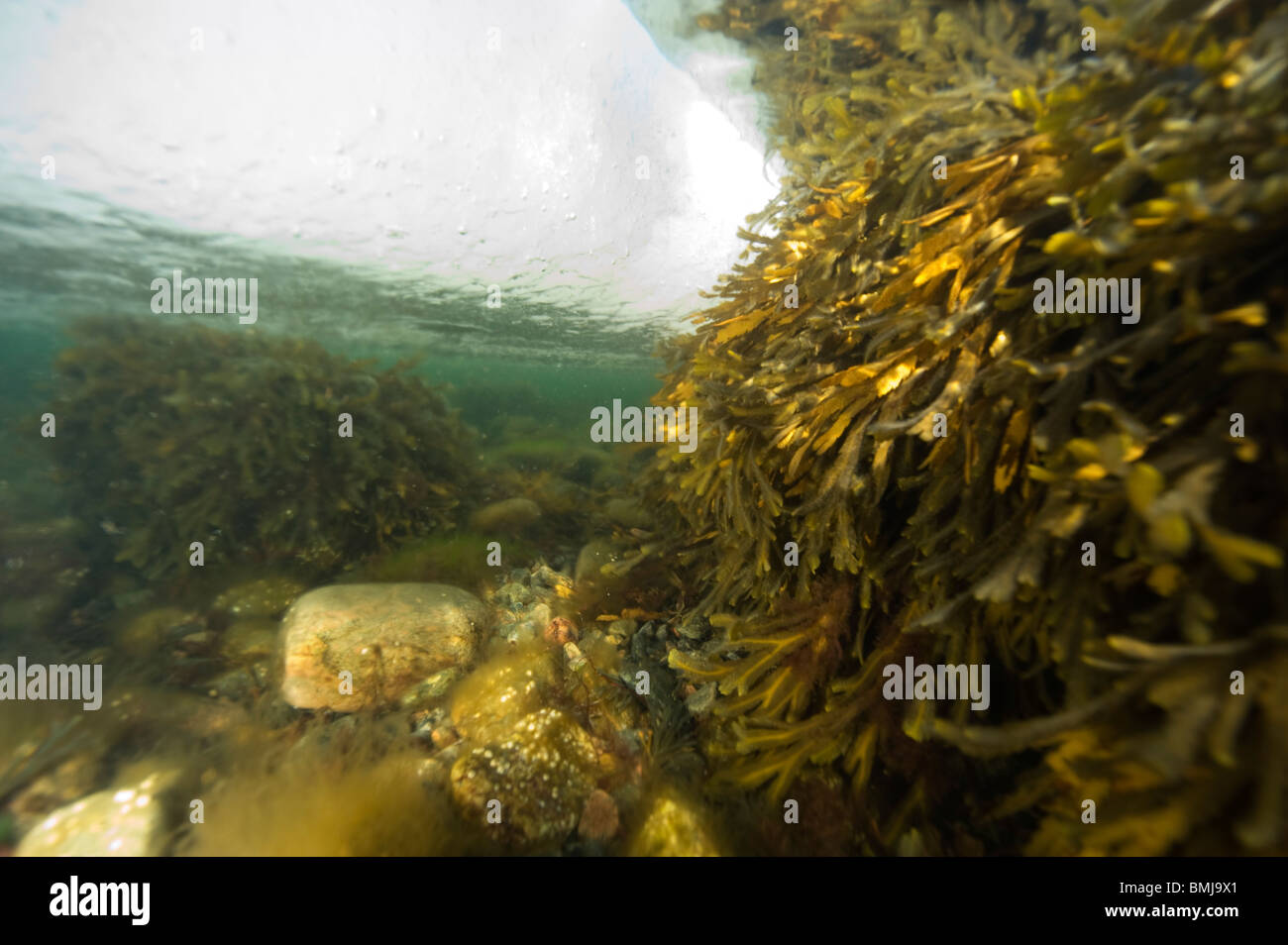 Underwater view of sea ice and algae on seafloor, Sweden Stock Photo ...