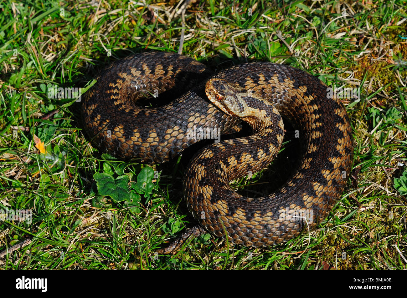 Female Adder High Resolution Stock Photography and Images - Alamy