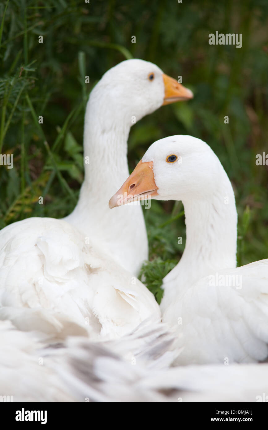 Embden goose hi-res stock photography and images - Alamy