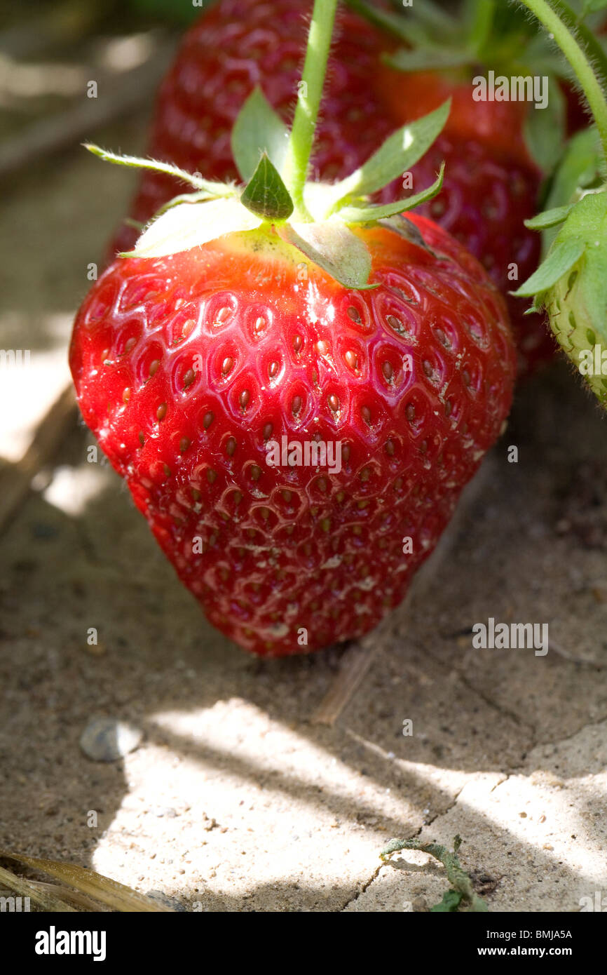 Strawberry vine hi-res stock photography and images - Alamy