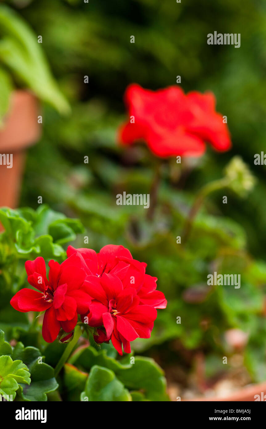 Ivy geraniums hi-res stock photography and images - Alamy