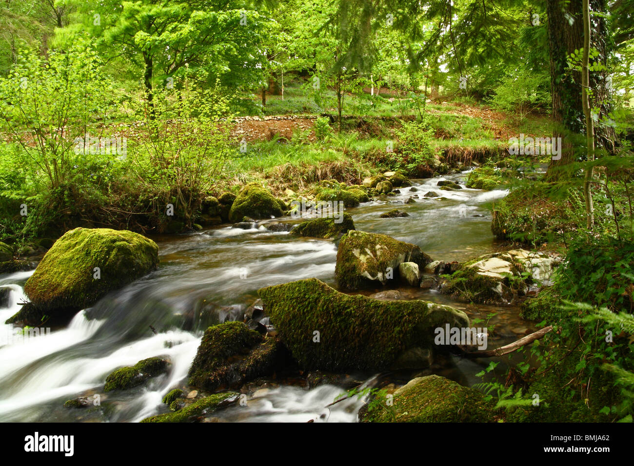 Ferns of wales hi-res stock photography and images - Alamy