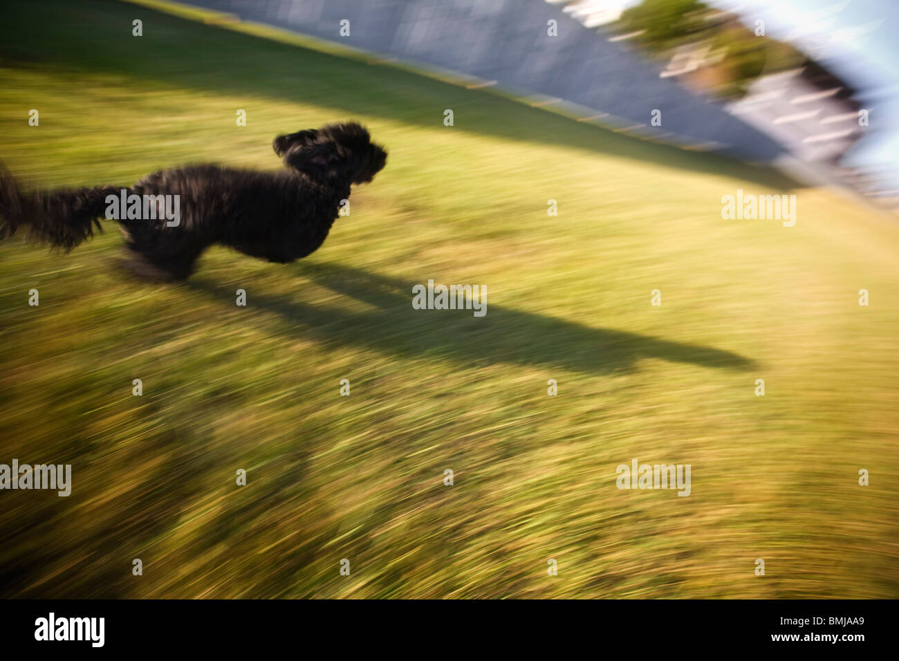 Dog Running On Grass Stock Photo - Alamy