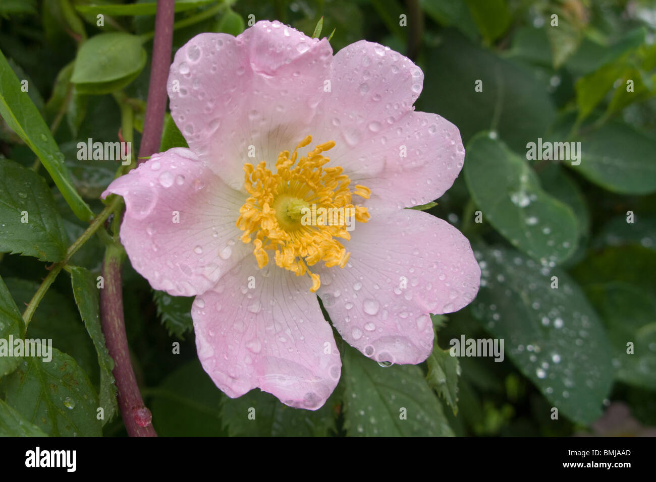 Sweet briar rose hedge hi-res stock photography and images - Alamy