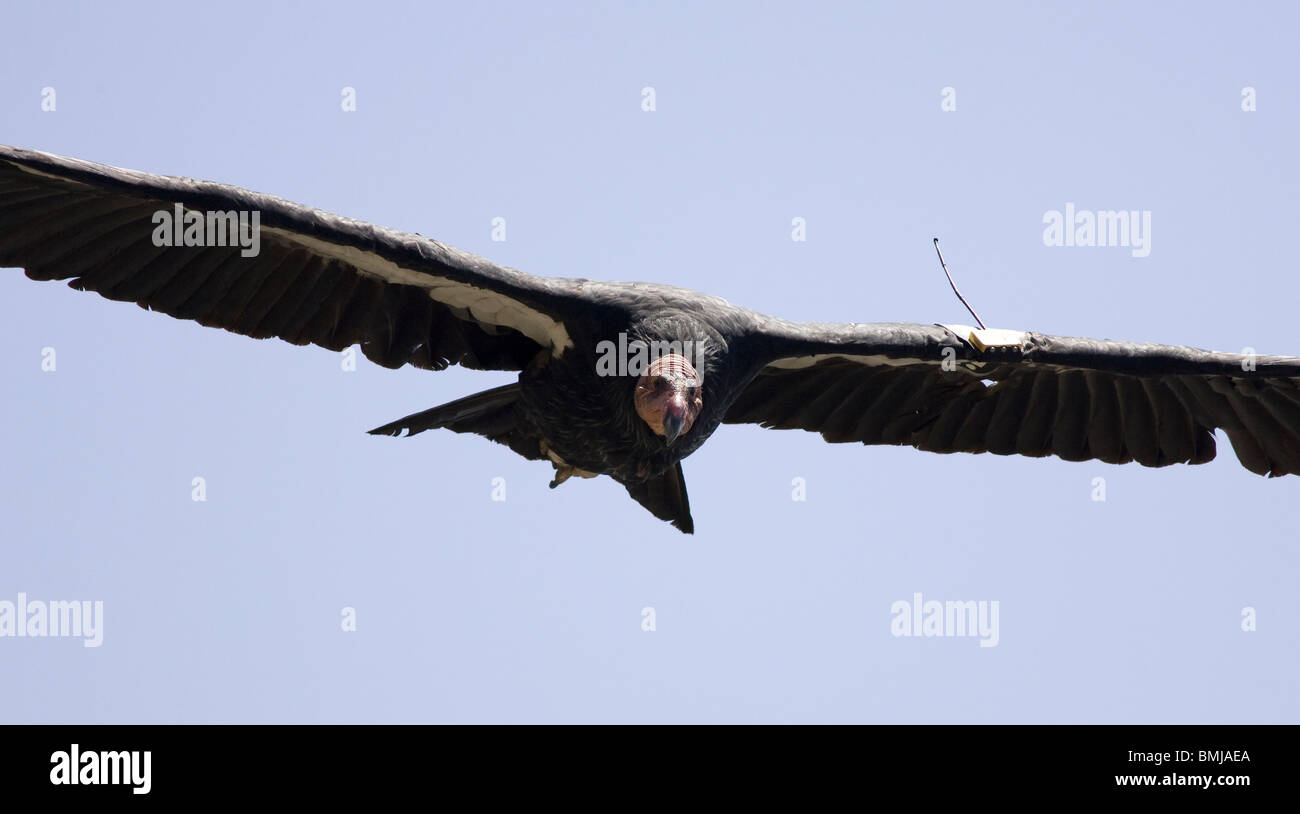 California Condor in Flight Stock Photo - Alamy