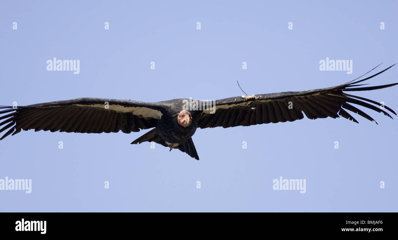 California Condor in Flight Stock Photo - Alamy
