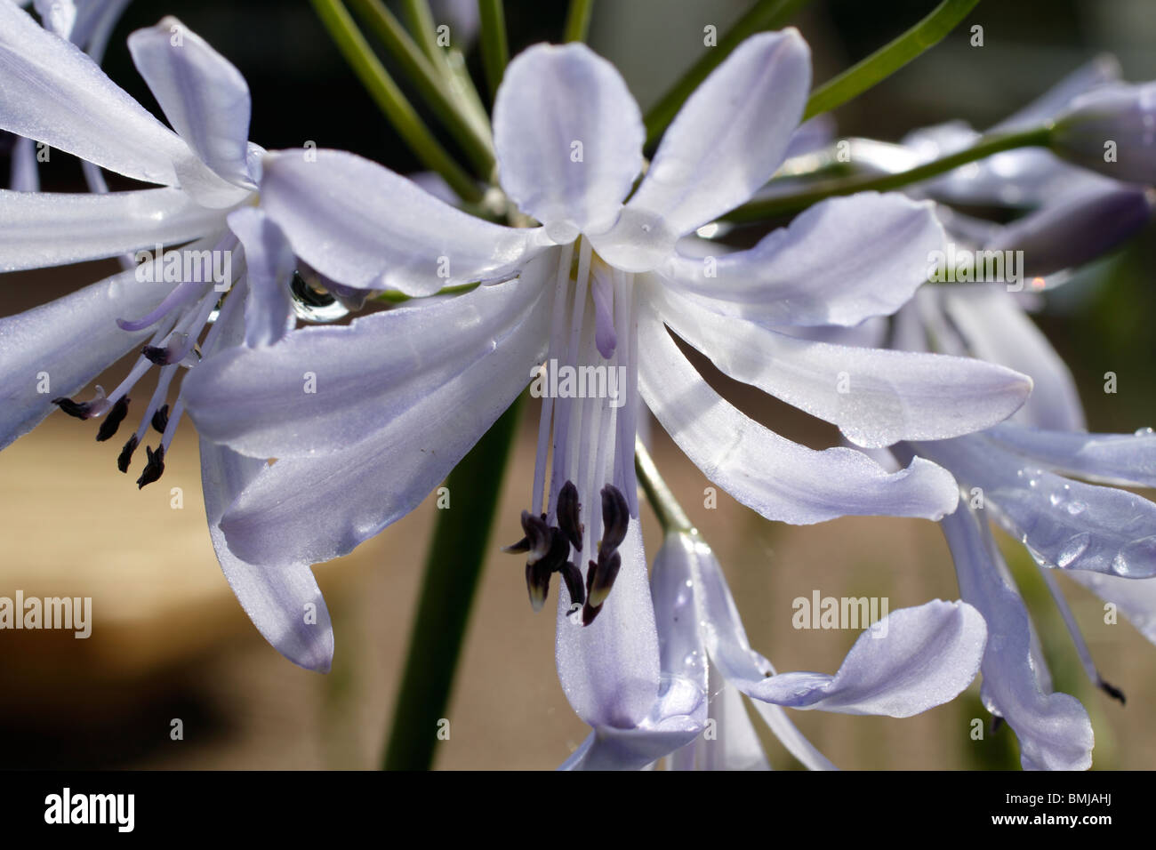 Agapanthus 'Streamline' (African lily 'Streamline') 'Streamline' is a ...