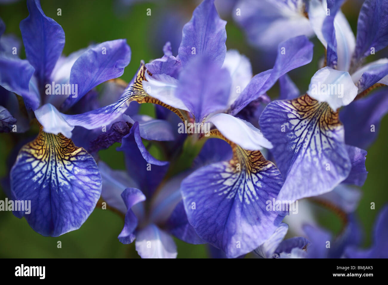 English iris hi-res stock photography and images - Alamy
