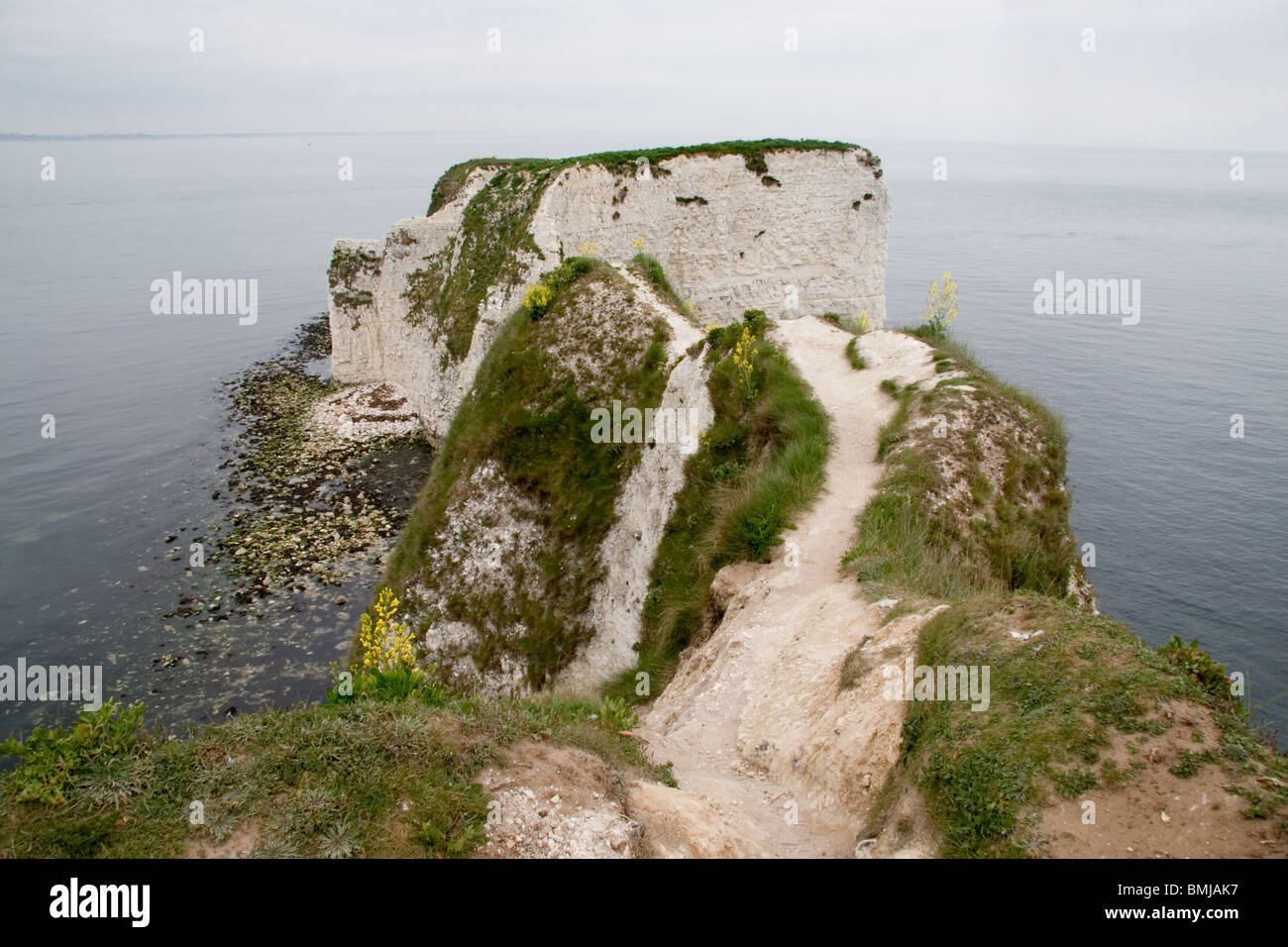Chalk cliffs near swanage hi-res stock photography and images - Alamy