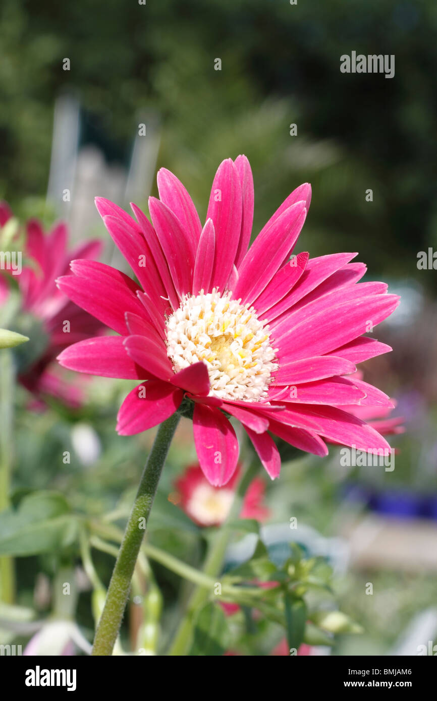 Large daisy like flowers hi-res stock photography and images - Alamy
