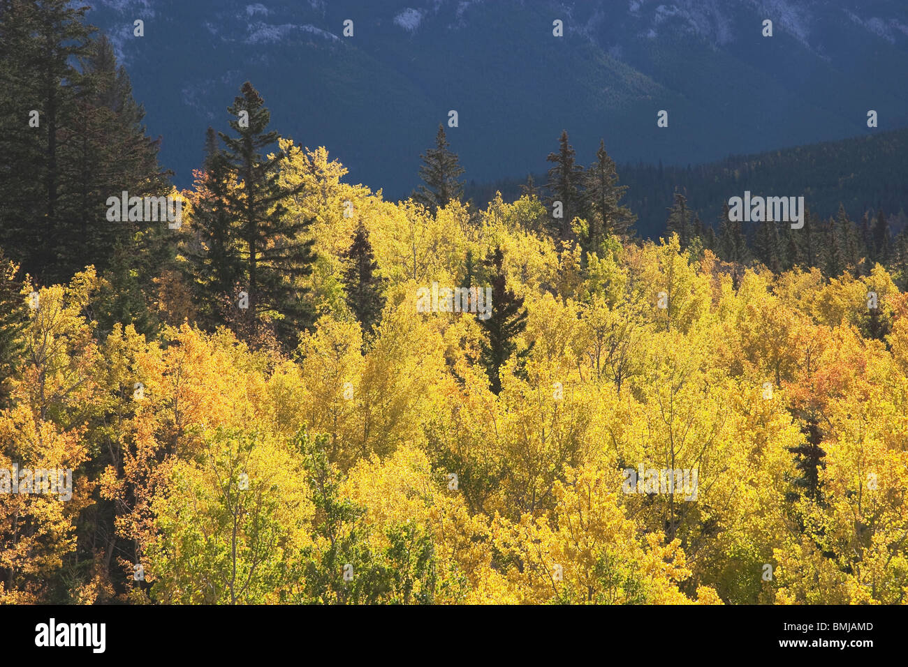 Fall foliage banff hi-res stock photography and images - Alamy
