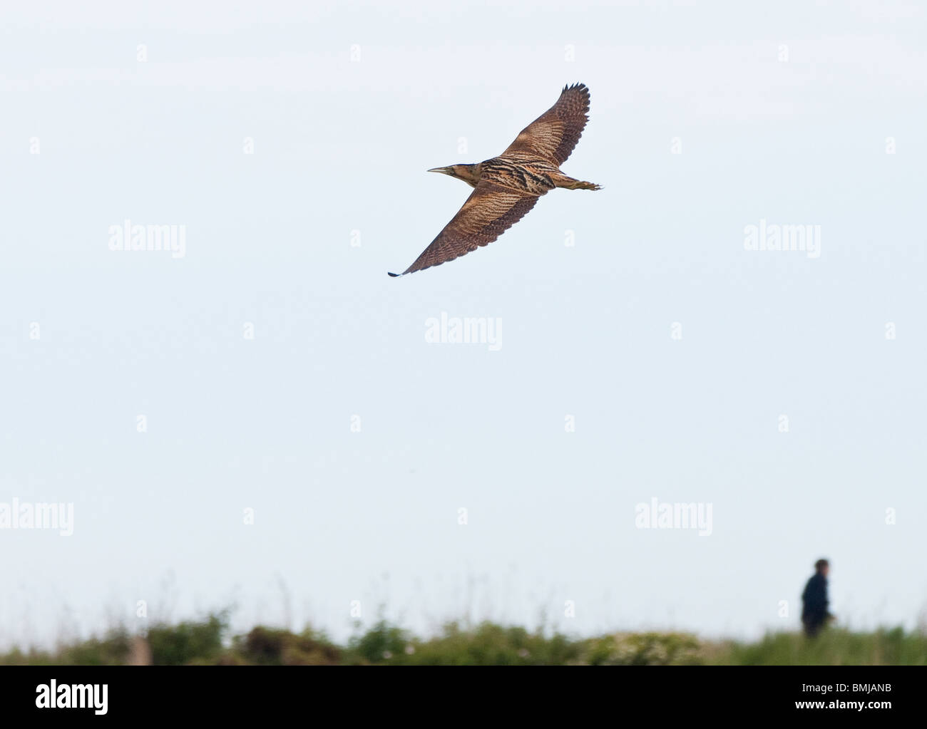 Bittern in flight hi-res stock photography and images - Alamy