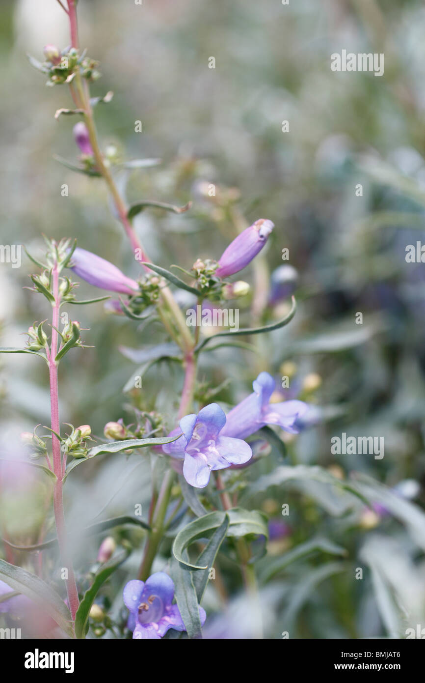 Penstemon heterophyllus 'Electric Blue' (Penstemon 'Electric Blue ...