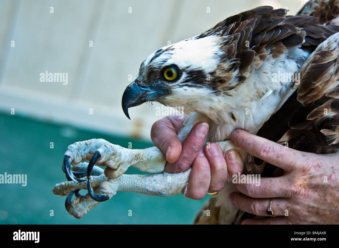 Osprey head and claws Stock Photo - Alamy