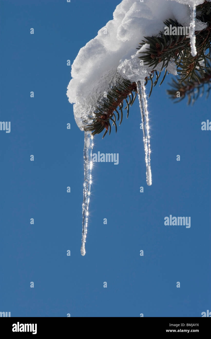 Icicle tree hi-res stock photography and images - Alamy