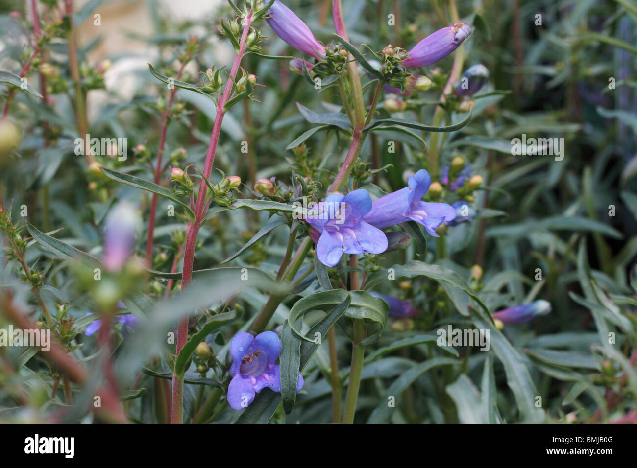 Penstemon heterophyllus 'Electric Blue' (Penstemon 'Electric Blue ...
