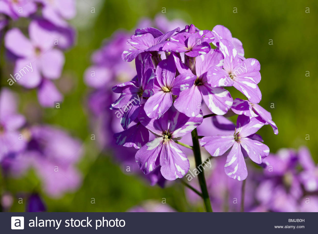 Sweet Rocket Flower Stock Photos & Sweet Rocket Flower Stock Images - Alamy