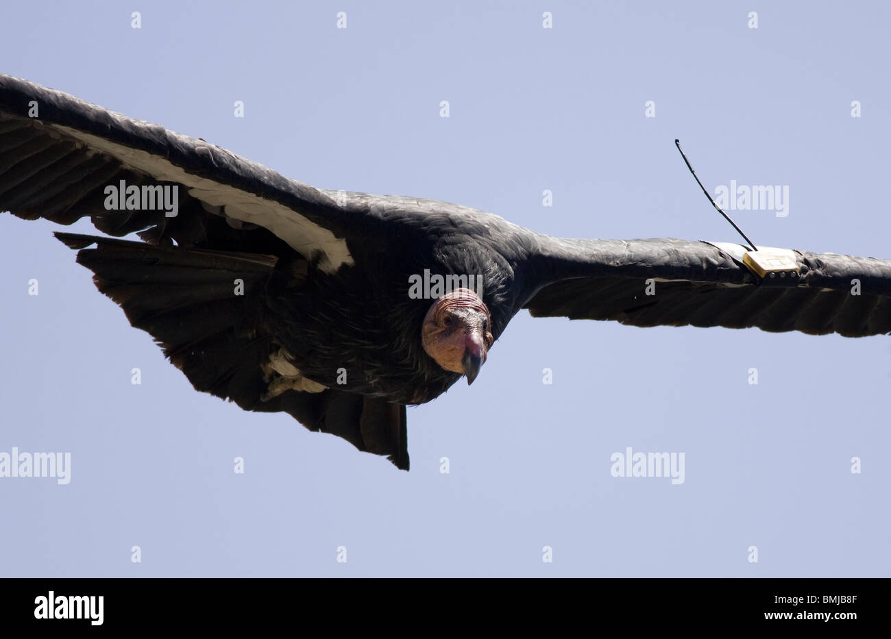 California Condor in Flight Stock Photo - Alamy