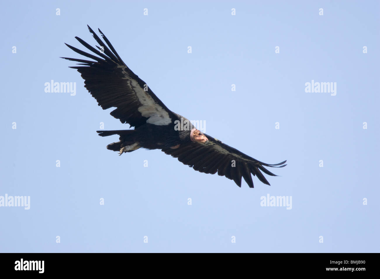 California Condor in Flight Stock Photo - Alamy