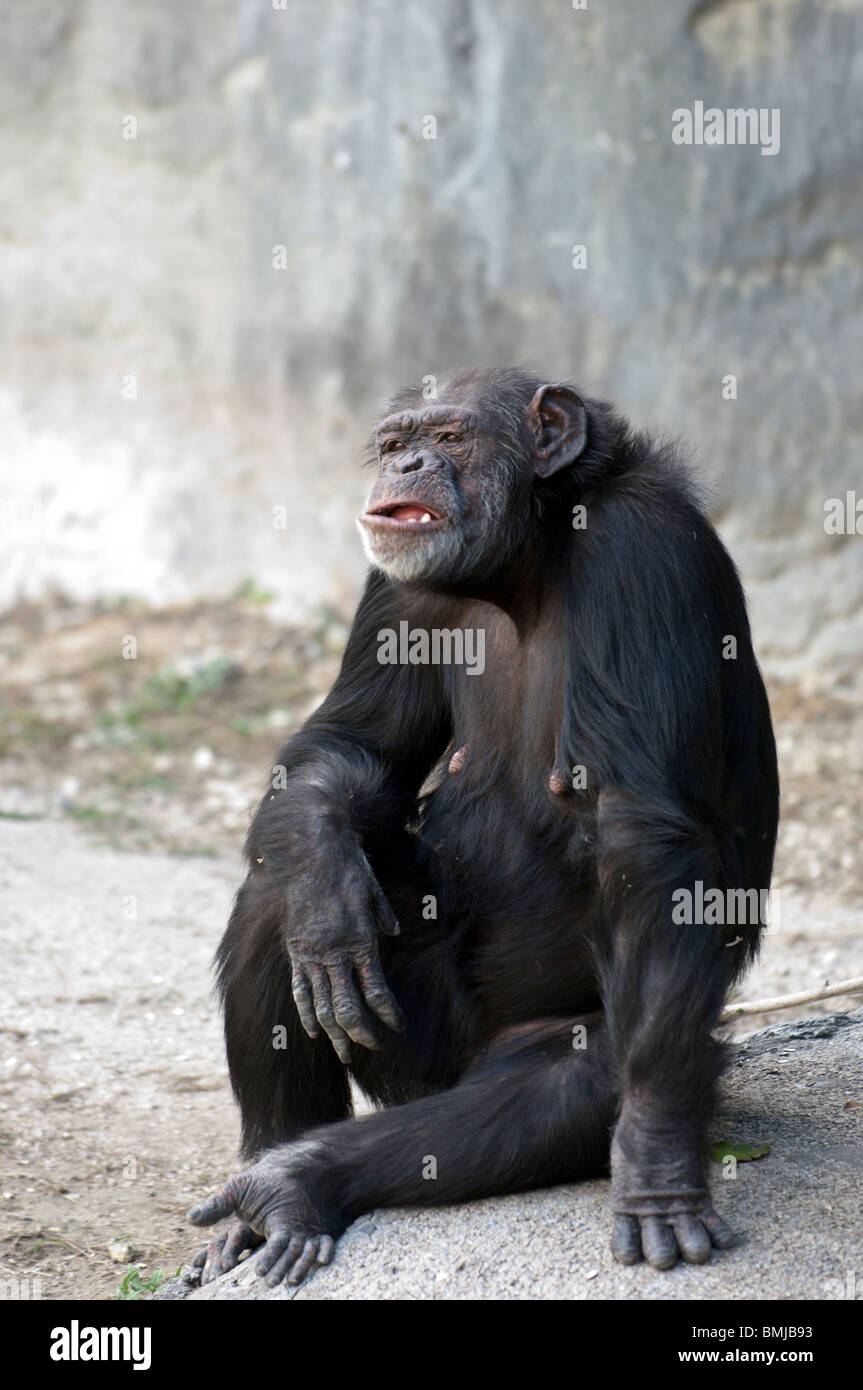 Chimp human hi-res stock photography and images - Alamy