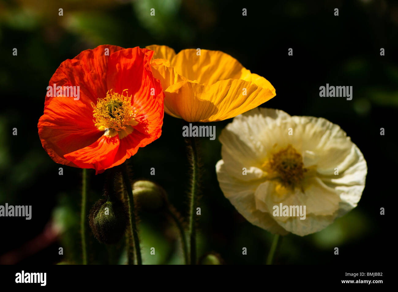 Trio of brightly coloured poppies in flower Stock Photo - Alamy
